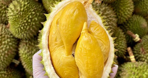 Discovering the Exotic and Pungent World of Durian (Sau Rieng): The ...